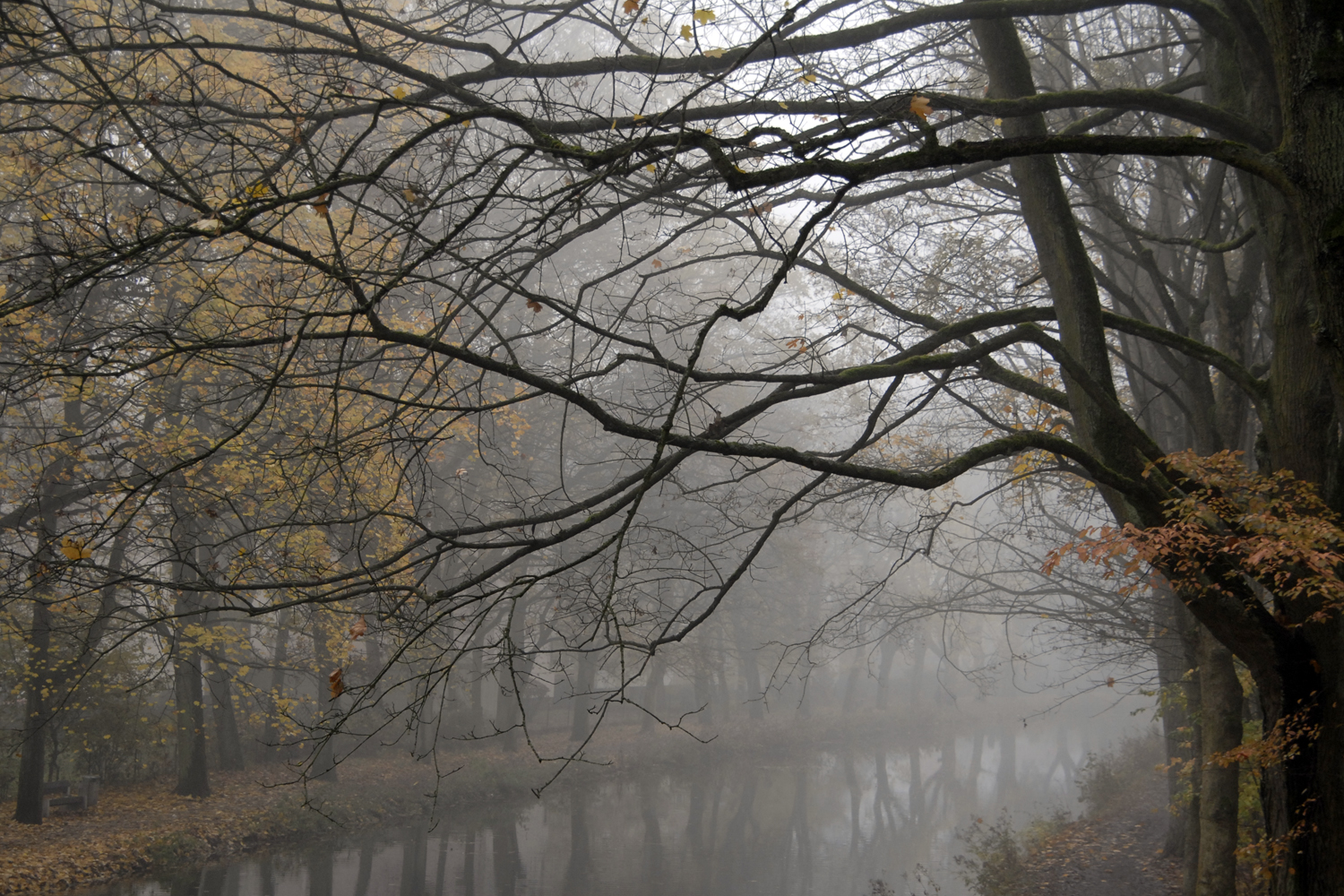 November.Nebel Foto & Bild | landschaft, jahreszeiten, herbst Bilder auf fotocommunity