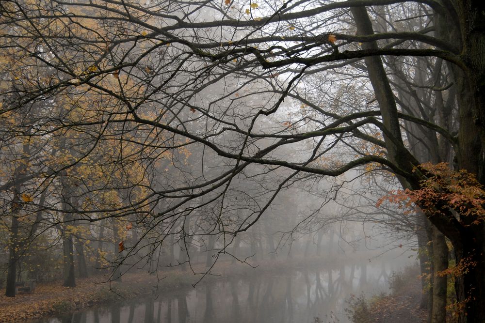 November.Nebel Foto & Bild | landschaft, jahreszeiten, herbst Bilder ...