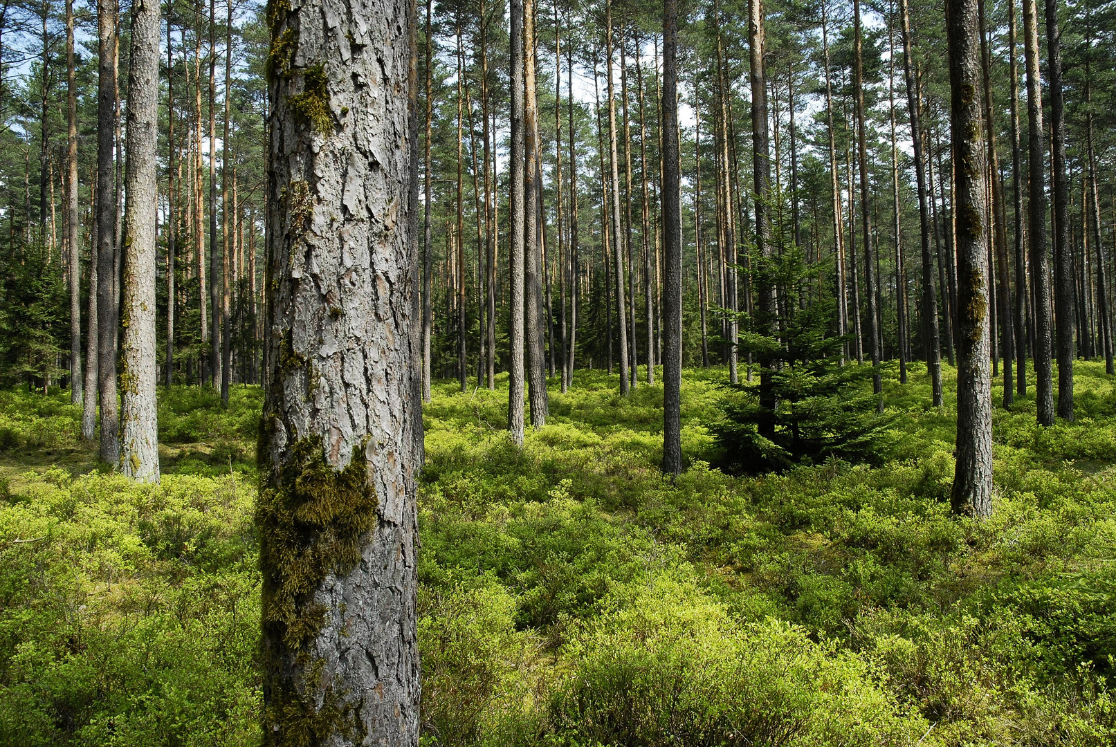 Nürnberger Reichswald im Frühling Foto & Bild | deutschland, europe ...