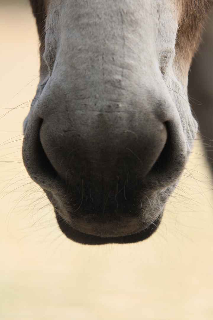 Nüstern - Maultier I Foto & Bild | tiere, haustiere, pferde, esel ...