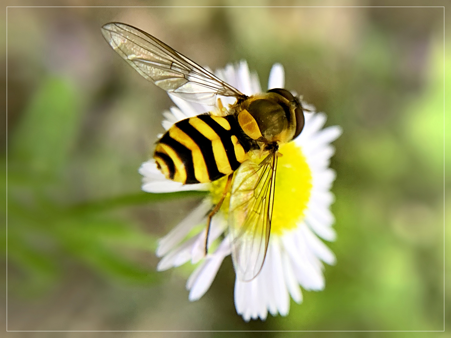 nützliche Schwebfliege (Syrphidae), Foto & Bild | makro, natur ...