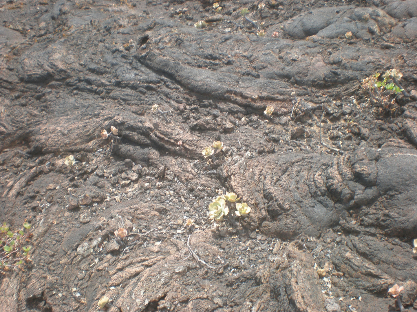 Nueva vida entra la lava fría. Imagen & Foto | naturaleza diversa ...