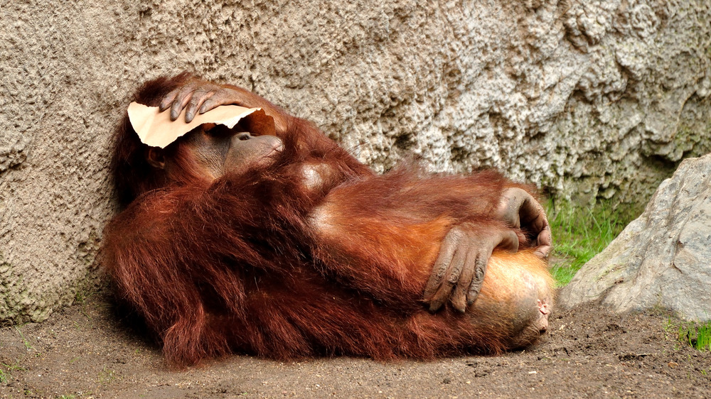 Null-Bock-Mentalität Foto & Bild | tiere, zoo, wildpark & falknerei ...