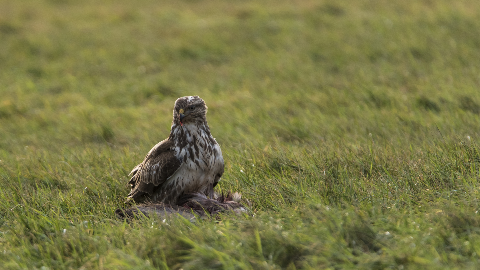 Nun darf er ran Foto & Bild | tiere, wildlife, wild lebende vögel ...