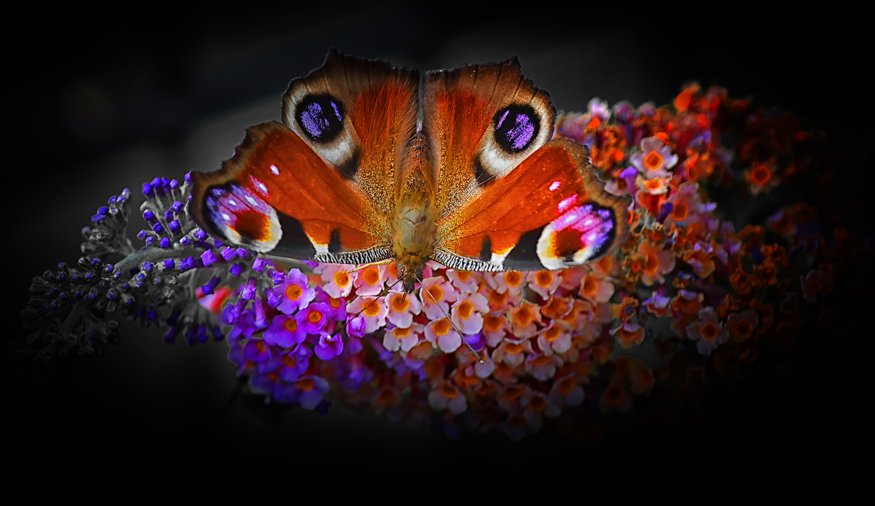 Nun flattert wohlgemut..... Foto & Bild | tiere, wildlife ...