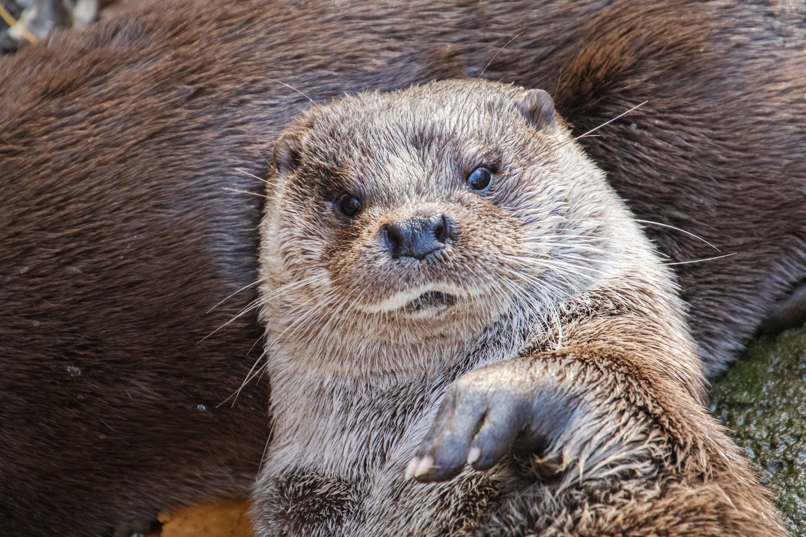 Nun guck nicht so - Eurasischer Fischotter (Lutra lutra) Foto & Bild ...