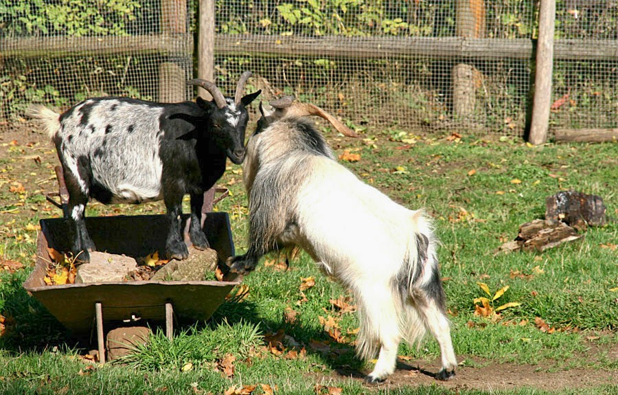 Nun hab dich nicht so zickig Foto & Bild | tiere, zoo, wildpark ...