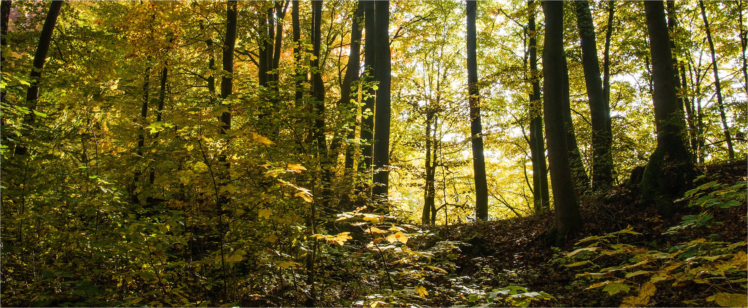 Nun kann es dann allmählich losgehen ... Foto & Bild | wald, panorama ...