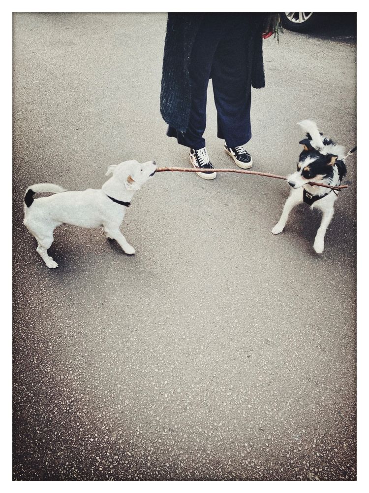 Nun spring schon Foto & Bild | tiere, streetfotografie mit menschen, techniken Bilder auf ...