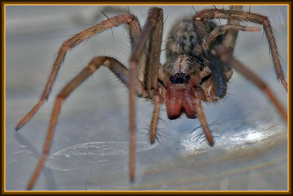 ...nur ca. 8mm [Hausspinne/ Winkelspinne] Foto & Bild | tiere, wildlife ...