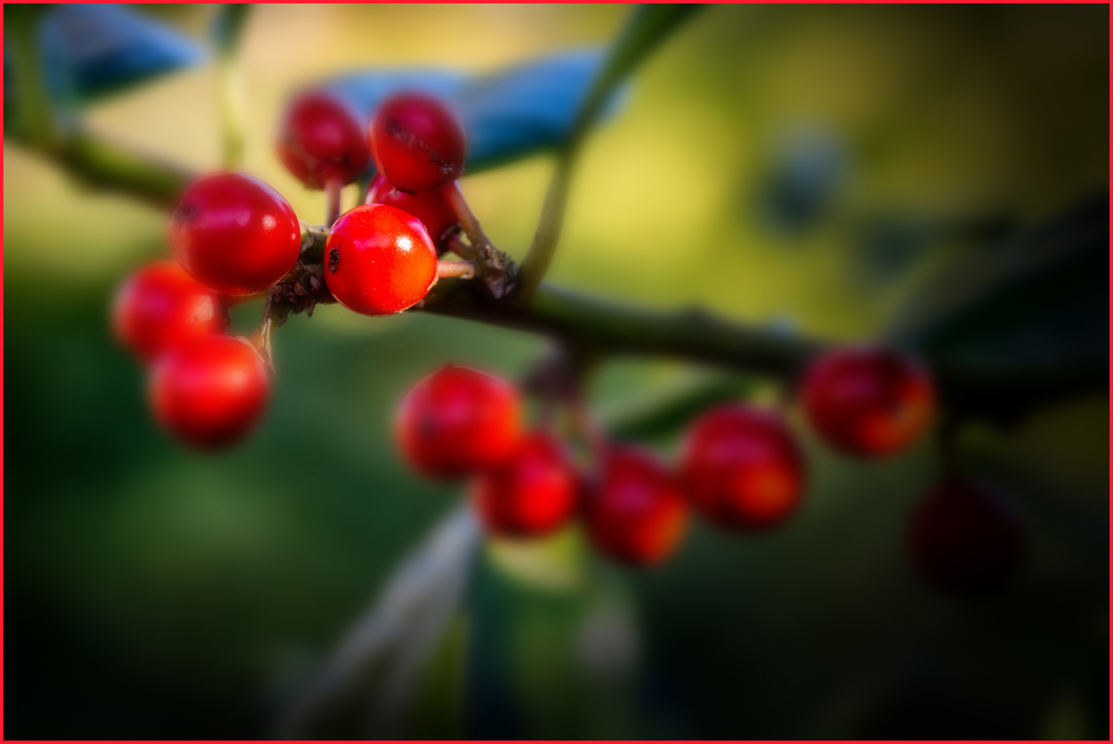 Nur die "eine" Beere! Foto & Bild | natur, herbst, pflanzen Bilder auf ...