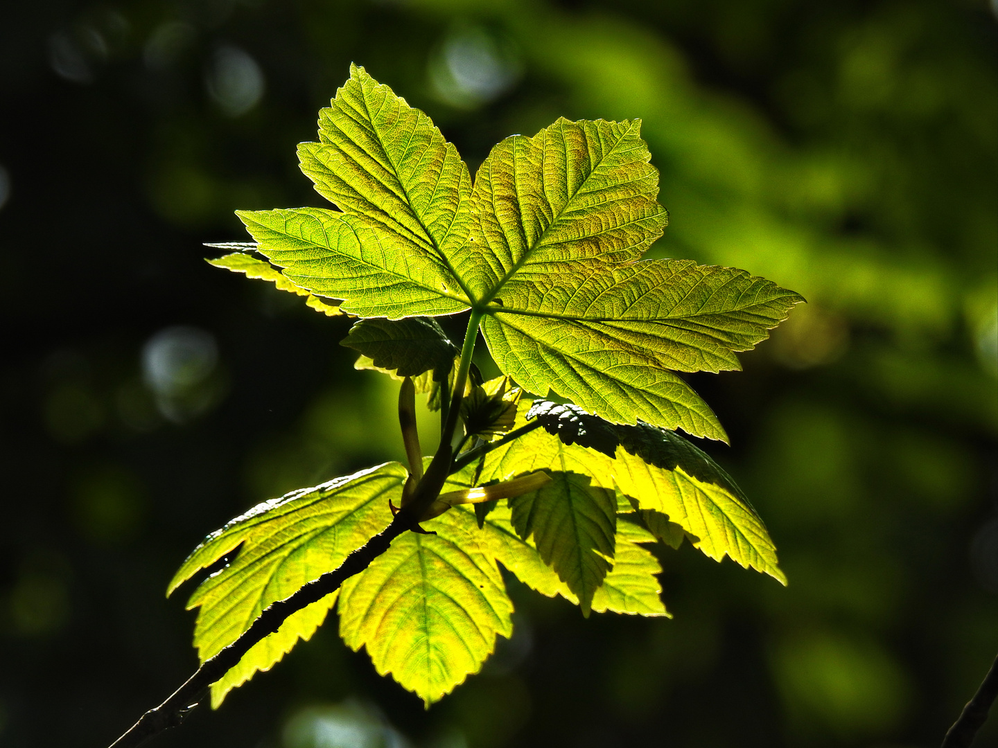 Nur ein Blatt ... Foto & Bild | pflanzen, pilze & flechten, bäume ...