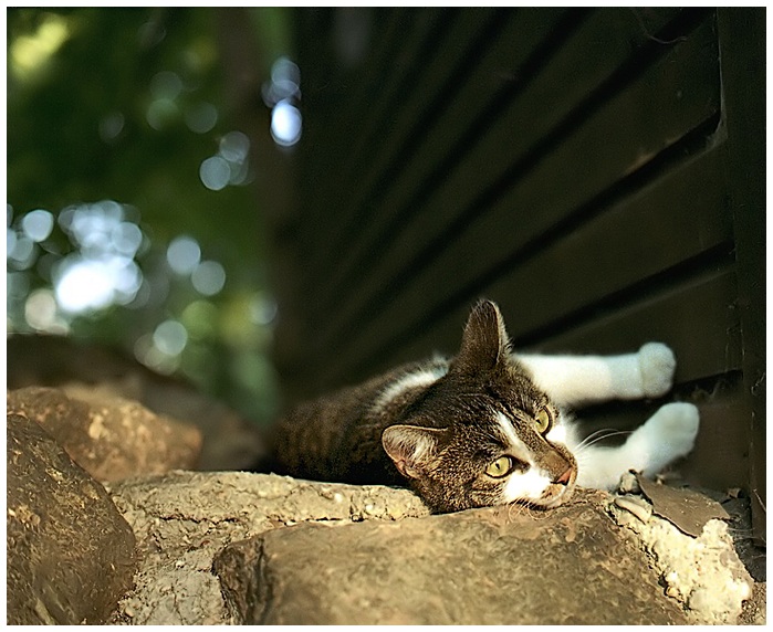 Nur ein doofes Katzenbild... Foto & Bild | tiere, haustiere, katzen ...