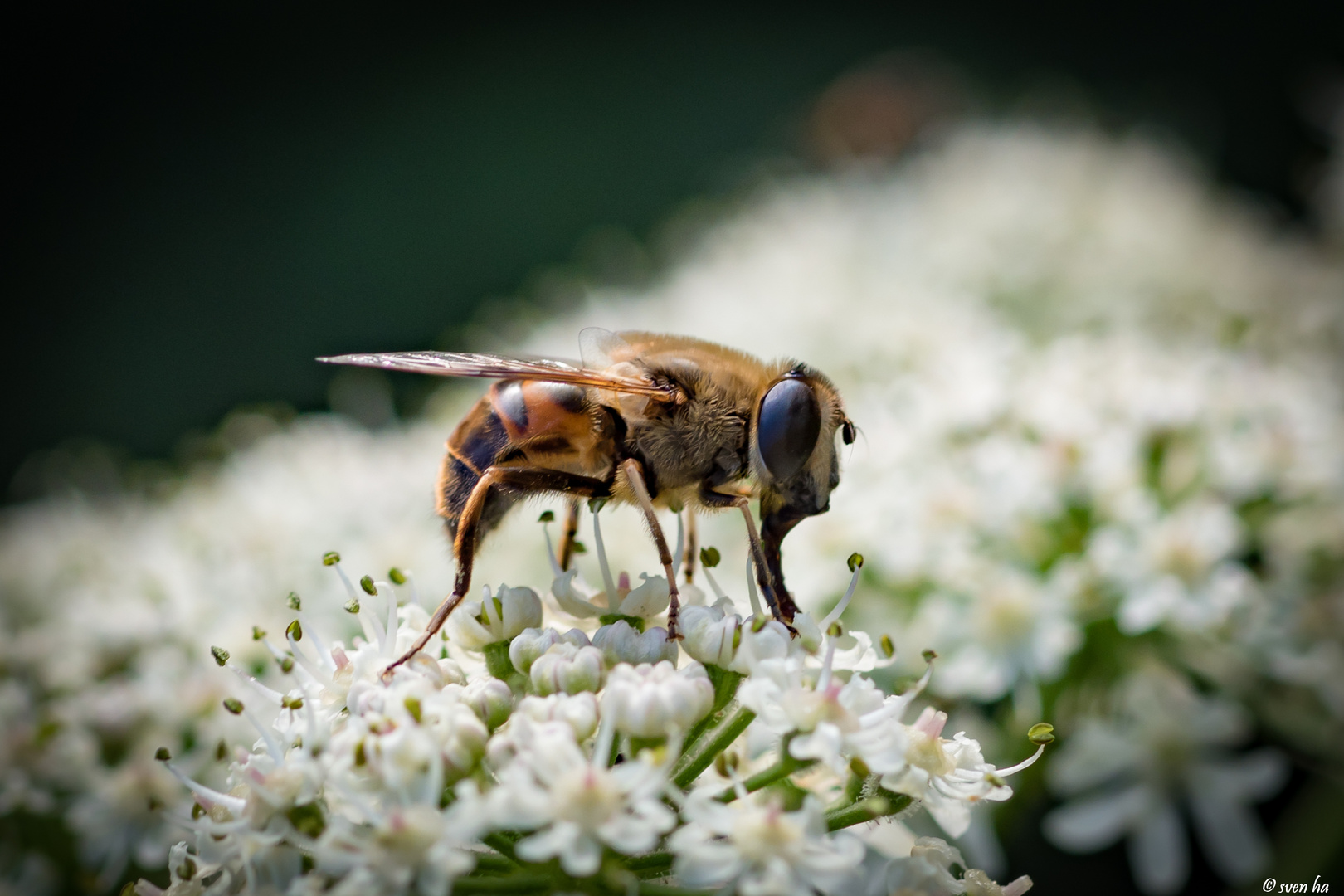 Nur ein Insekt ?? Foto & Bild | makro, natur, blume Bilder auf ...