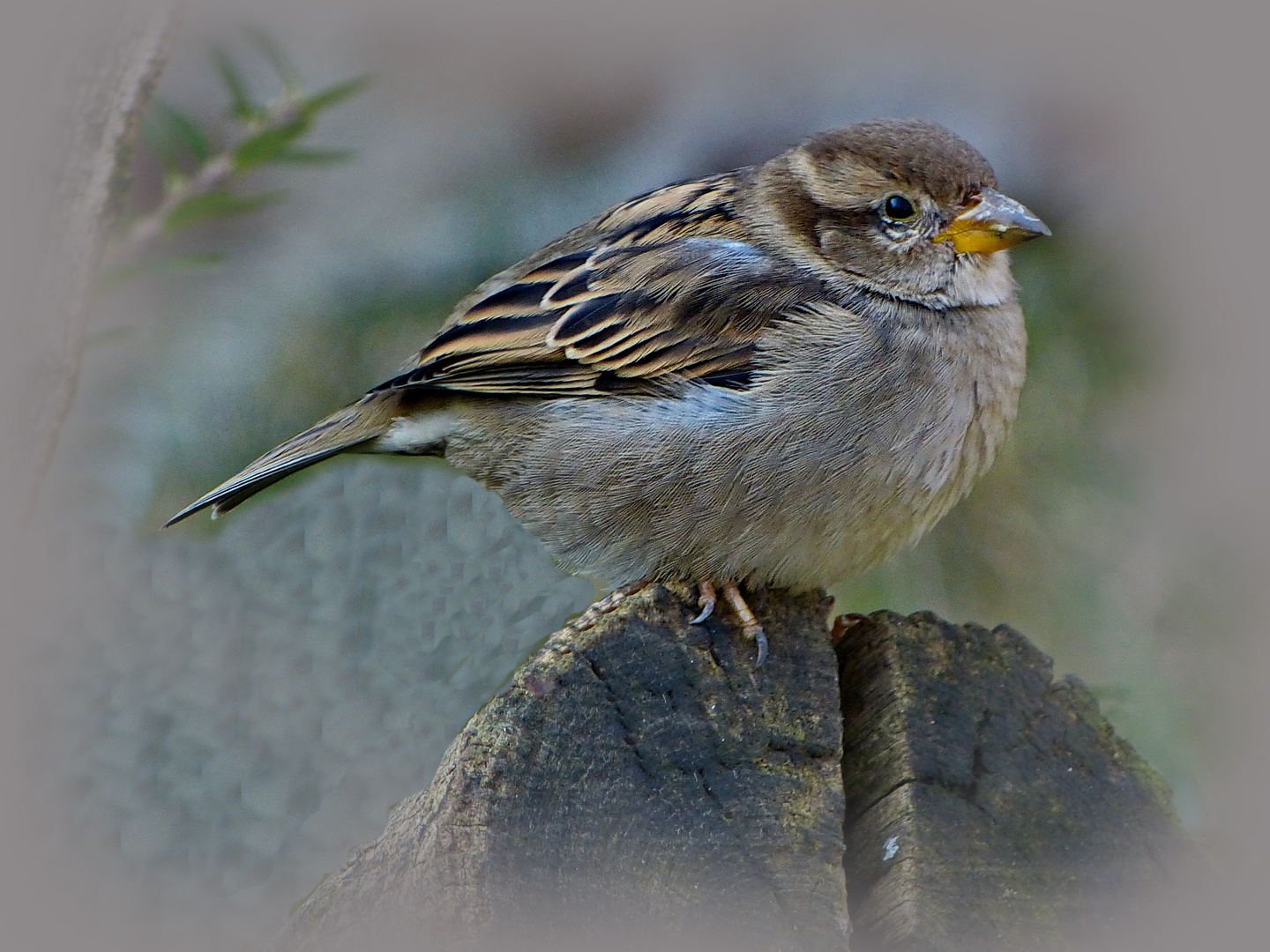 Nur ein Spatz Foto & Bild | natur, vogel, tiere Bilder auf fotocommunity