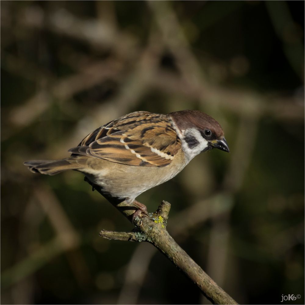 nur ein Spatz Foto & Bild | natur, sperling, bird Bilder auf fotocommunity