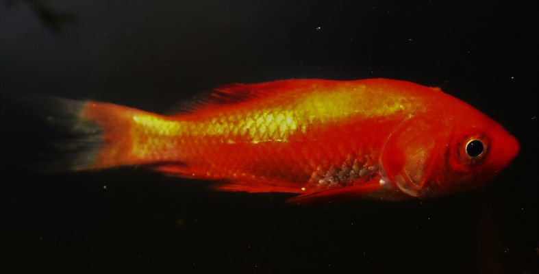 Zoo: Fische Bilder & Fotos