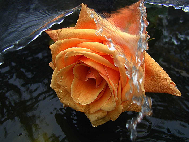 Nur ein wenig... Foto & Bild | nah- & makro, techniken, aufnahme ...