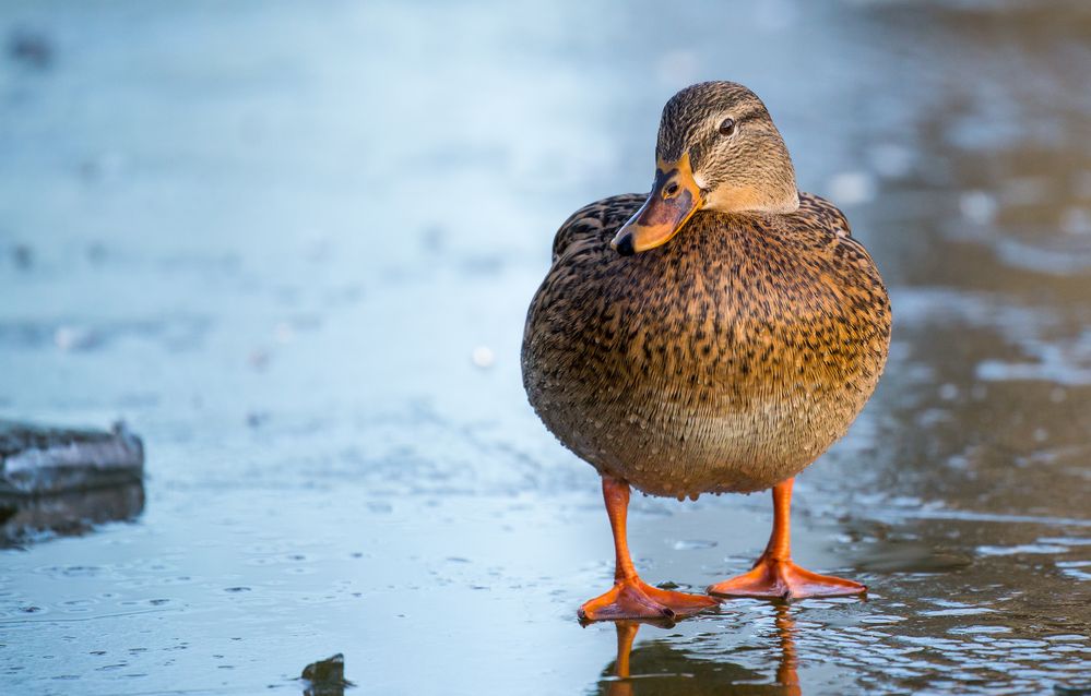 Nur eine Ente........ Foto & Bild | tiere, wildlife, wild lebende vögel ...