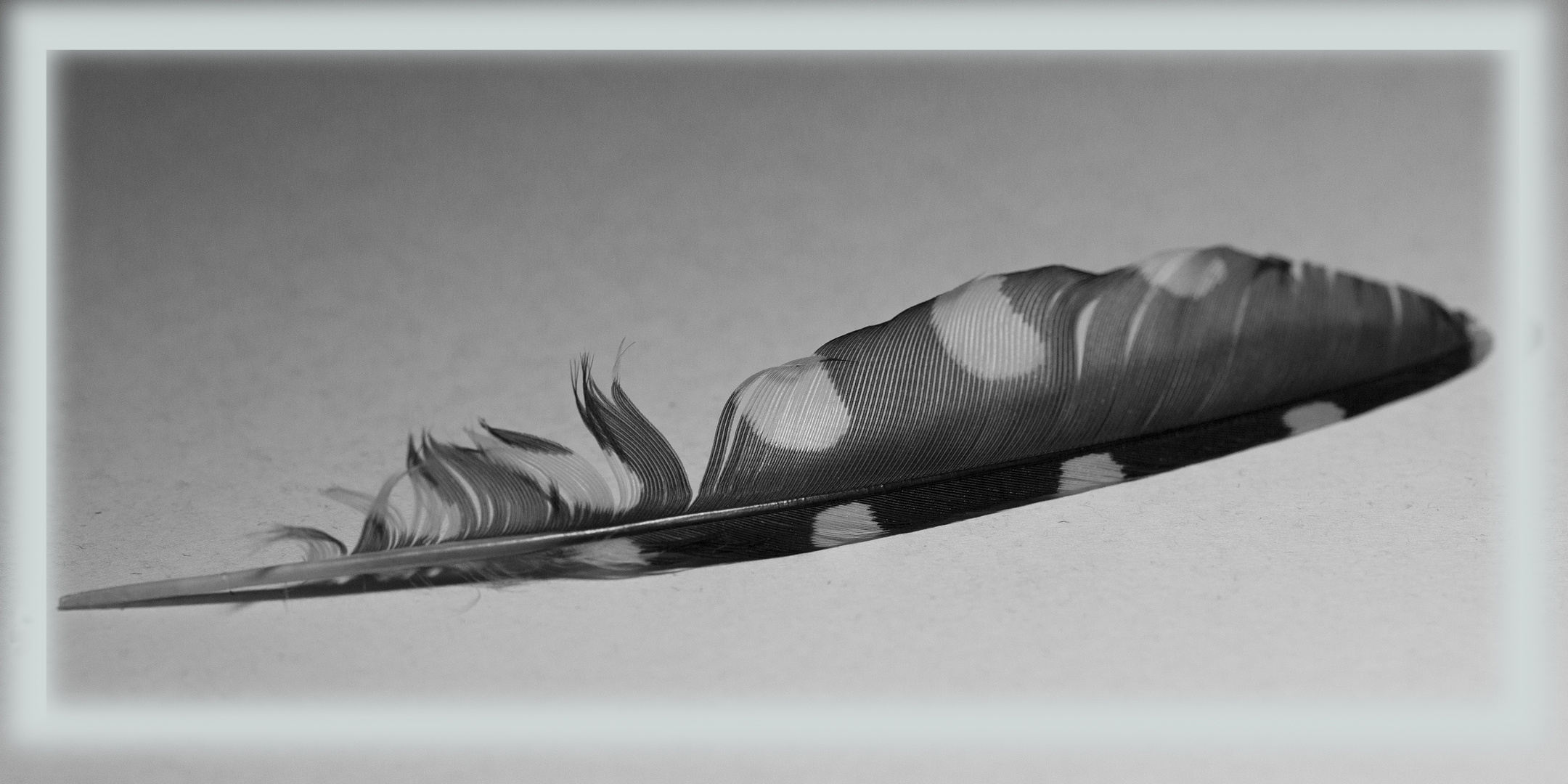 Nur eine Feder Foto & Bild | monochrom, bearbeitungs - techniken, alltagsdesign Bilder auf ...