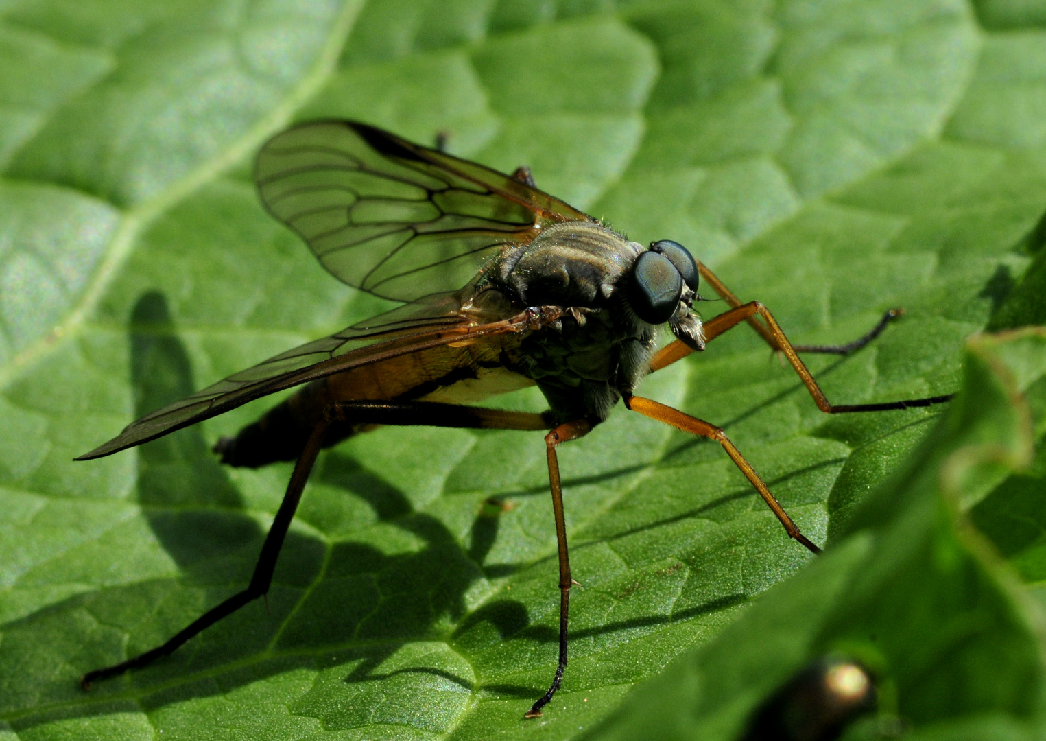 Nur eine Fliege Foto & Bild | tiere, wildlife, insekten Bilder auf ...