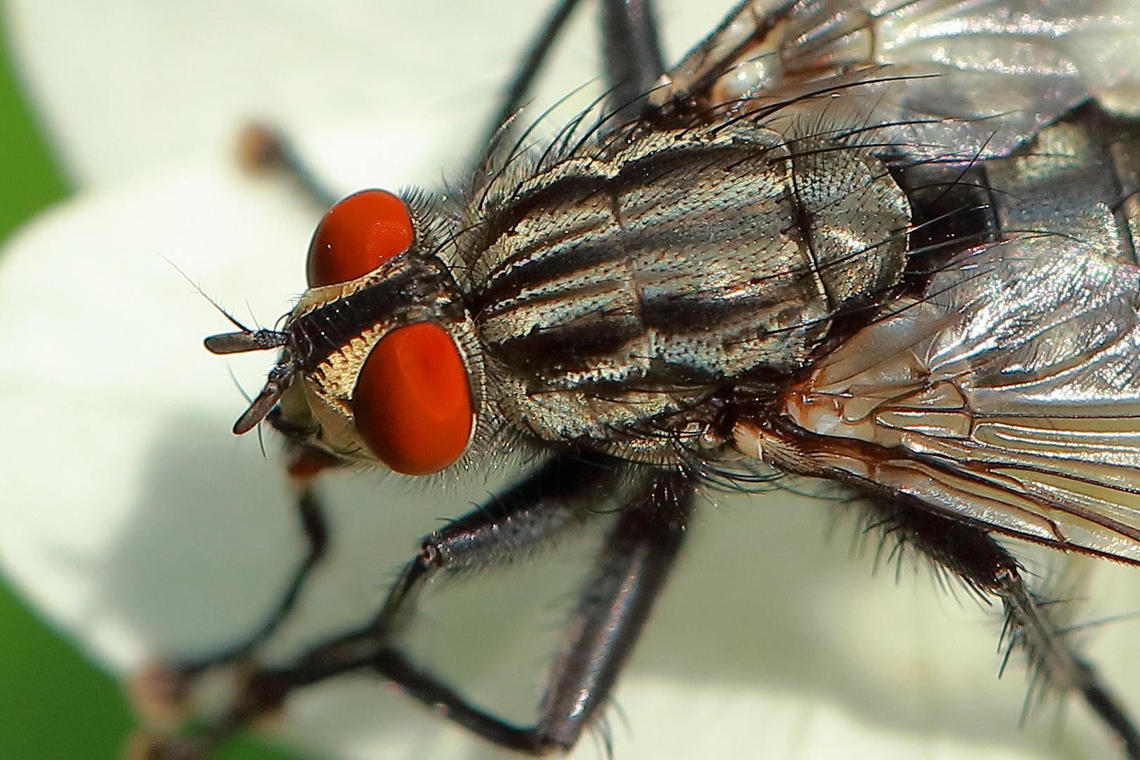 Nur eine Fliege Foto & Bild | tiere, wildlife, insekten Bilder auf ...