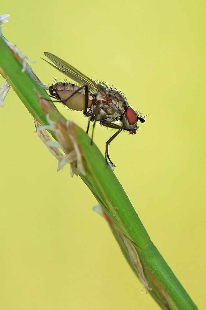 Nur eine Fliege Foto & Bild | tiere, wildlife, insekten Bilder auf ...