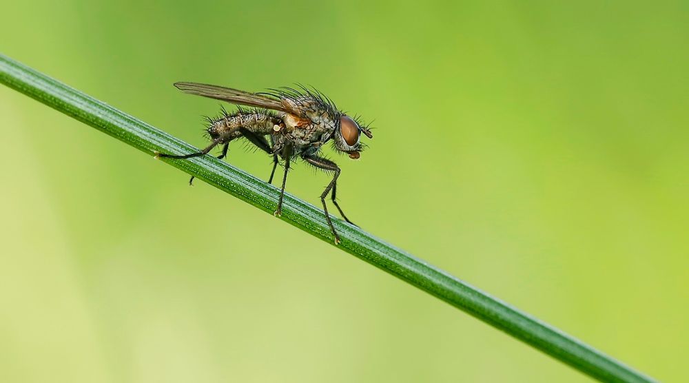 Nur eine Fliege Foto & Bild | tiere, wildlife, insekten Bilder auf ...