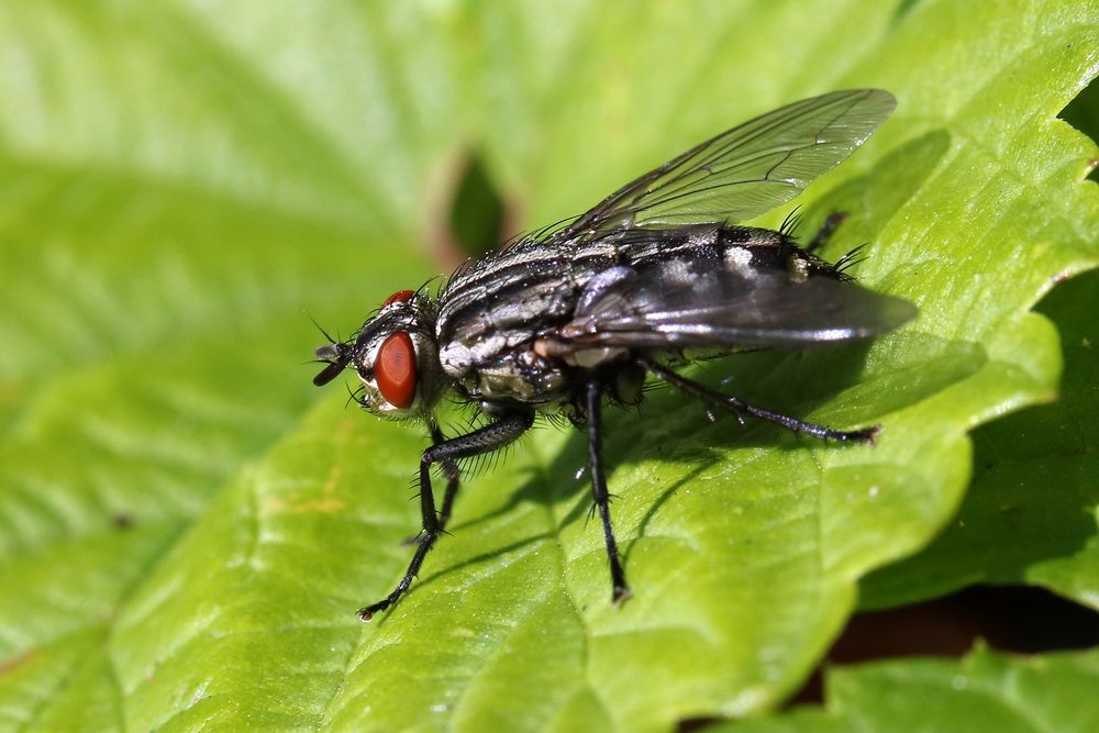 Nur eine Fliege Foto & Bild | tiere, wildlife, insekten Bilder auf ...