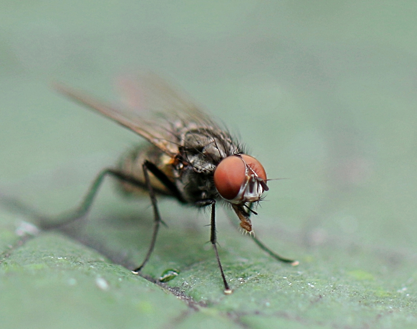 Nur eine Fliege ... Foto & Bild | tiere, wildlife, insekten Bilder auf ...