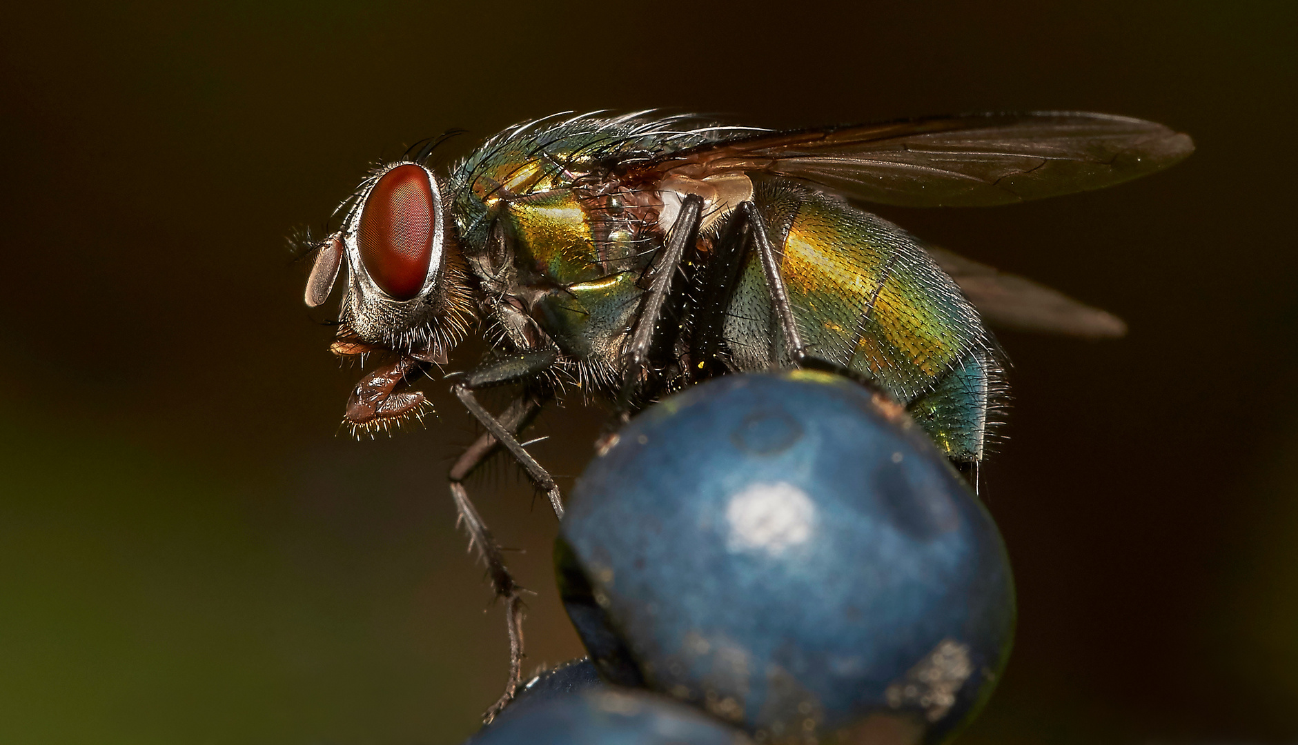 Nur eine Fliege Foto & Bild | tiere, wildlife, insekten Bilder auf ...
