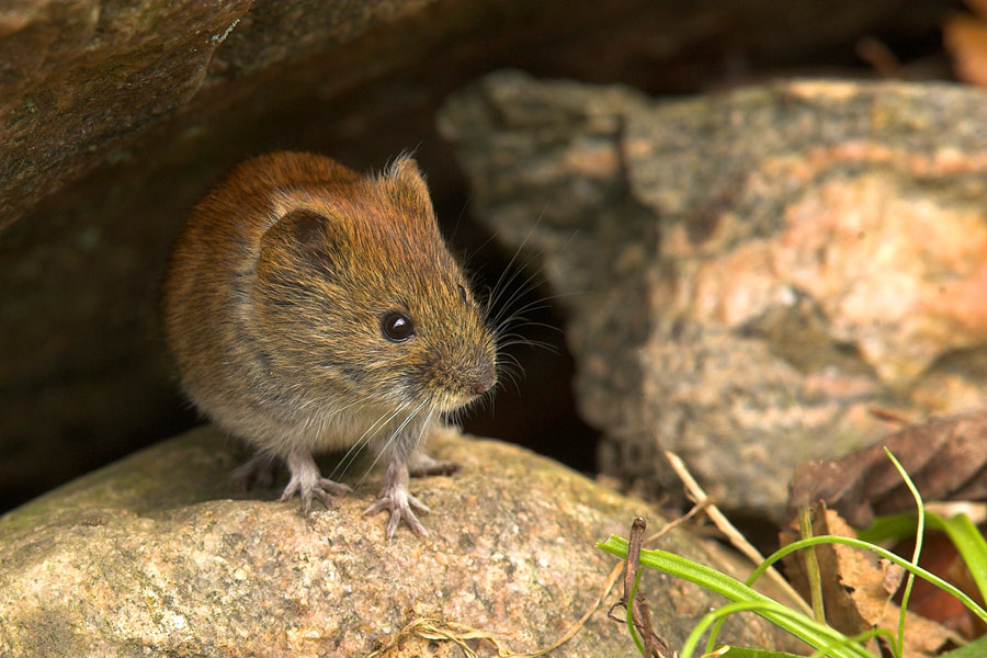 Nur eine kleine Feldmaus Foto & Bild | tiere, wildlife, säugetiere ...