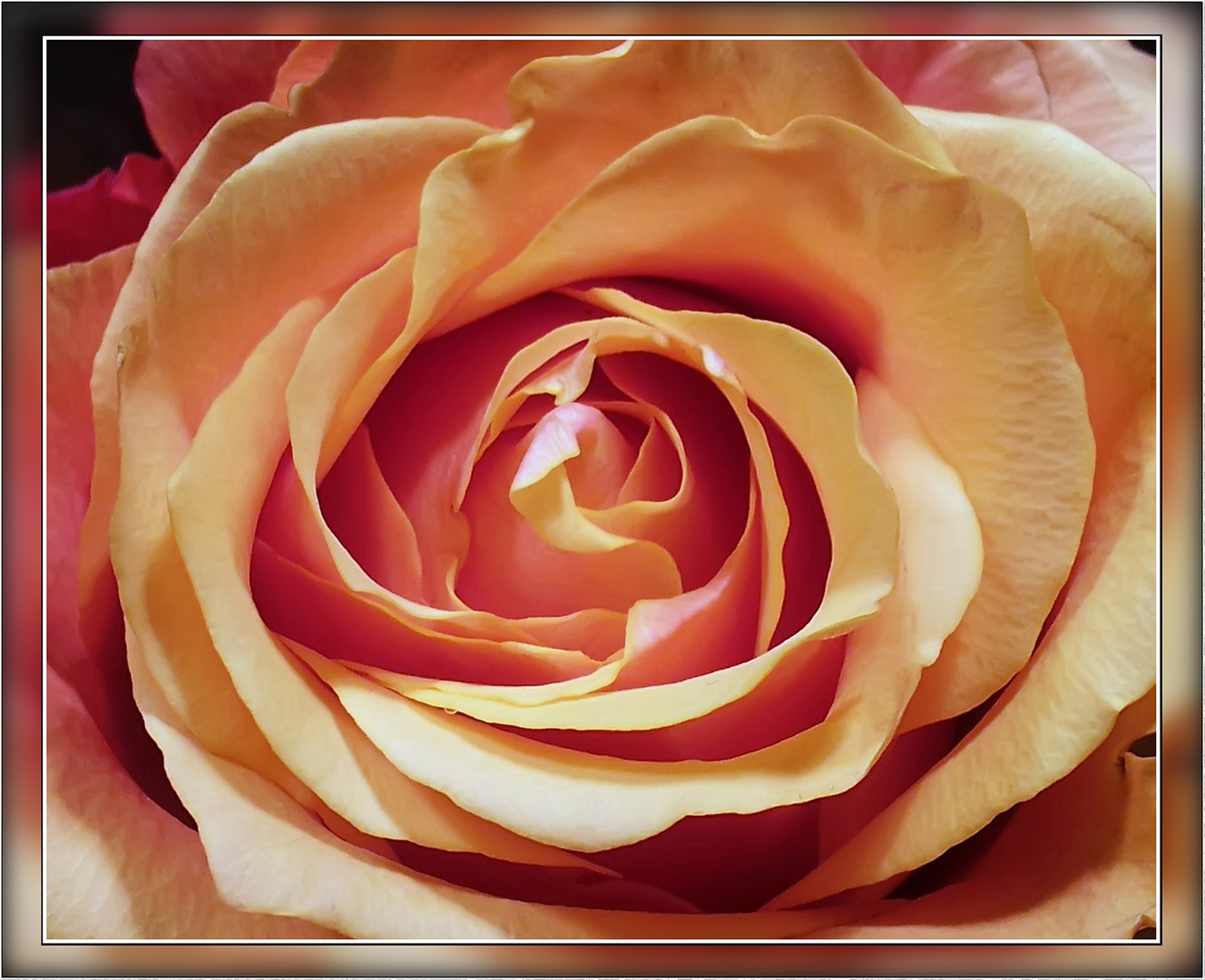 nur eine ROSE Foto & Bild | natur, pflanzen Bilder auf fotocommunity