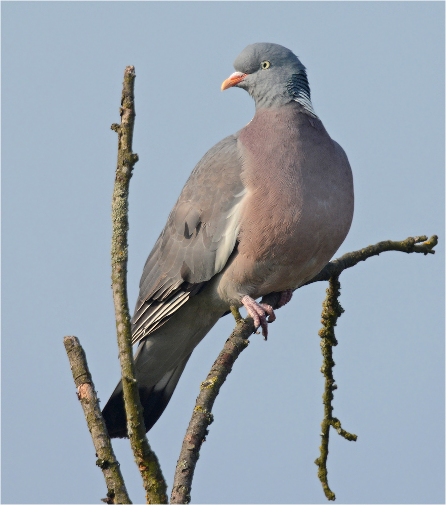 Nur eine Taube ... Foto & Bild | tiere, wildlife, wild lebende vögel ...