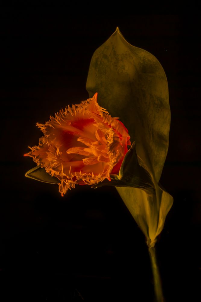 nur eine Tulpe ? Foto & Bild | pflanzen, pilze & flechten, blüten- & kleinpflanzen, tulpen ...