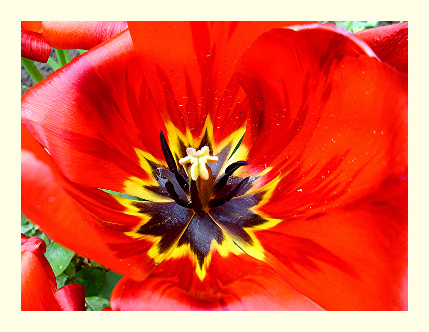 Nur eine Tulpe Foto & Bild | pflanzen, pilze & flechten, blüten- & kleinpflanzen, tulpen Bilder ...