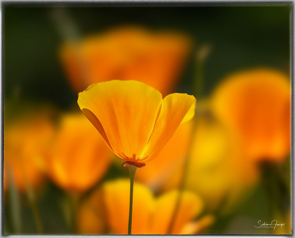 Nur eine von vielen Foto & Bild | natur-makros, projekte, natur-kreativ Bilder auf fotocommunity