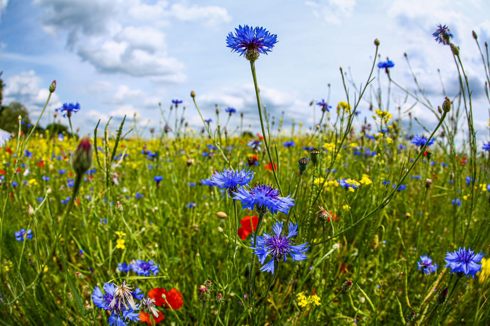 Nur Geduld! Foto & Bild | spezial, landschaften, kornblumen Bilder auf ...