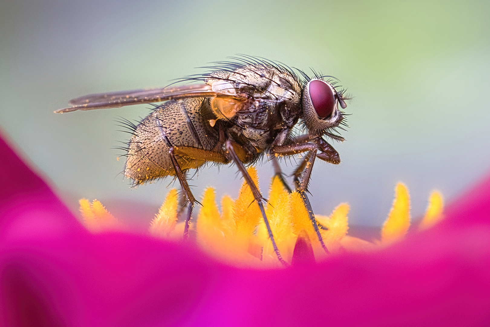 Nur mal eine Fliege Foto & Bild | tiere, wildlife, insekten Bilder auf ...