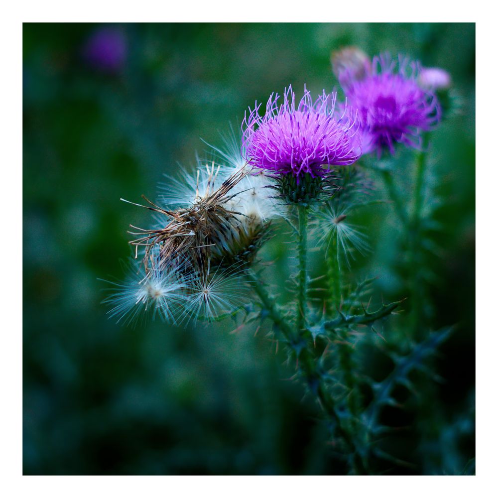 Nur 'ne Distel Foto & Bild | jahreszeiten, herbst, natur Bilder auf ...