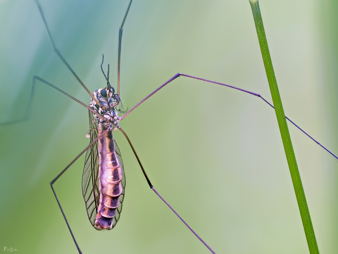 nur ne Schnake..... Foto & Bild | dokumentation, outdoor, makro Bilder ...