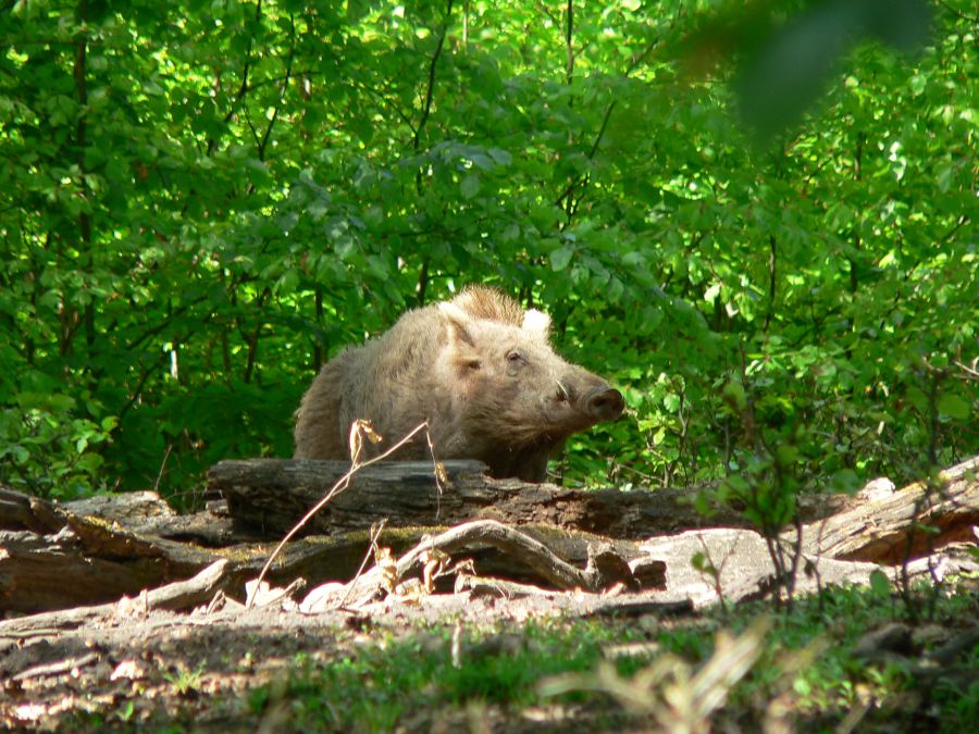 nur schlaue Keiler werden alte Keiler Foto & Bild | tiere, wildlife ...
