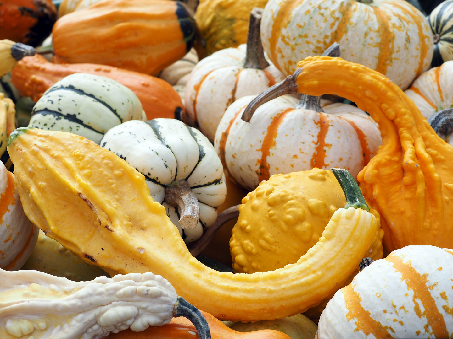 nur zur zierde Foto & Bild | natur, stillleben, zierkürbisse Bilder auf ...