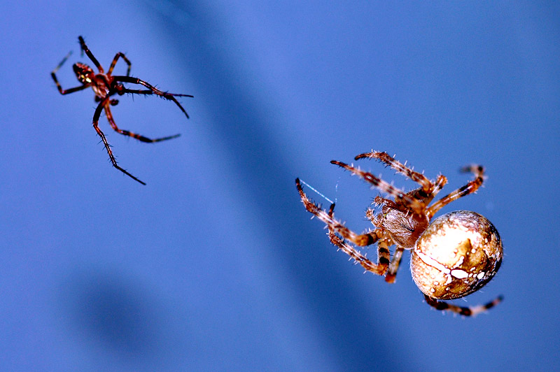 Nurmal kennenlernen... Foto & Bild | tiere, wildlife, spinnen Bilder ...