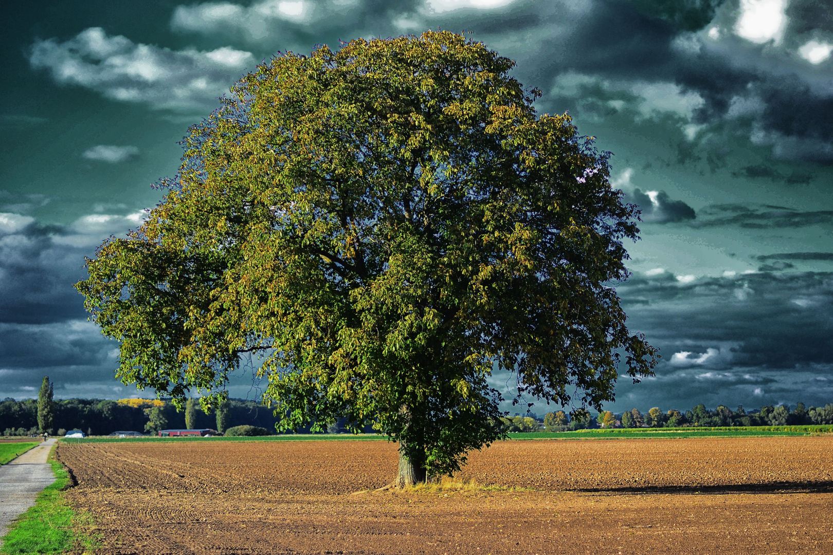 Nußbaum Foto & Bild | pflanzen, pilze & flechten, bäume, einzelbäume ...