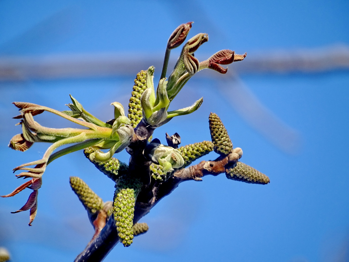 Nußbaum Foto & Bild | bäume & sträucher, natur, blüten Bilder auf ...