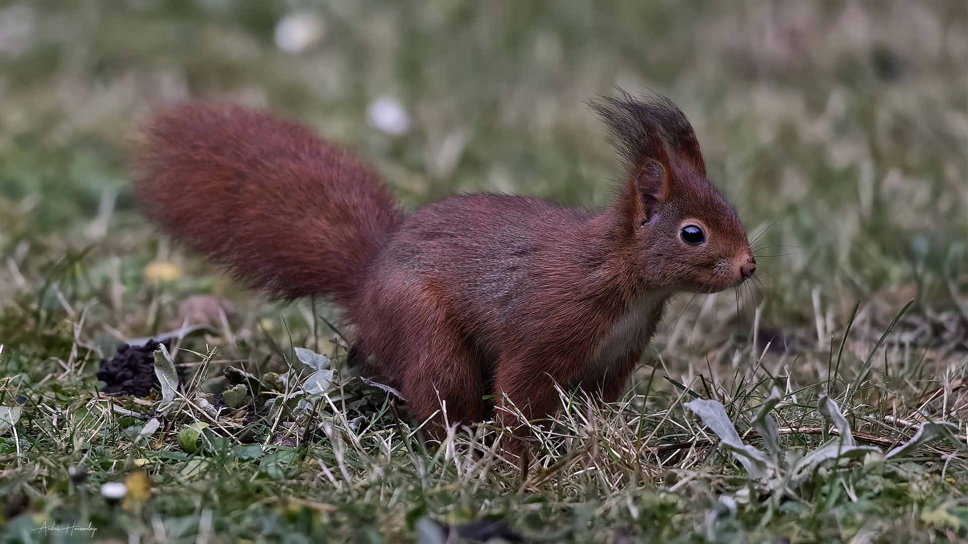 Nutkin photo et image | animaux, animaux sauvages, nature Images ...