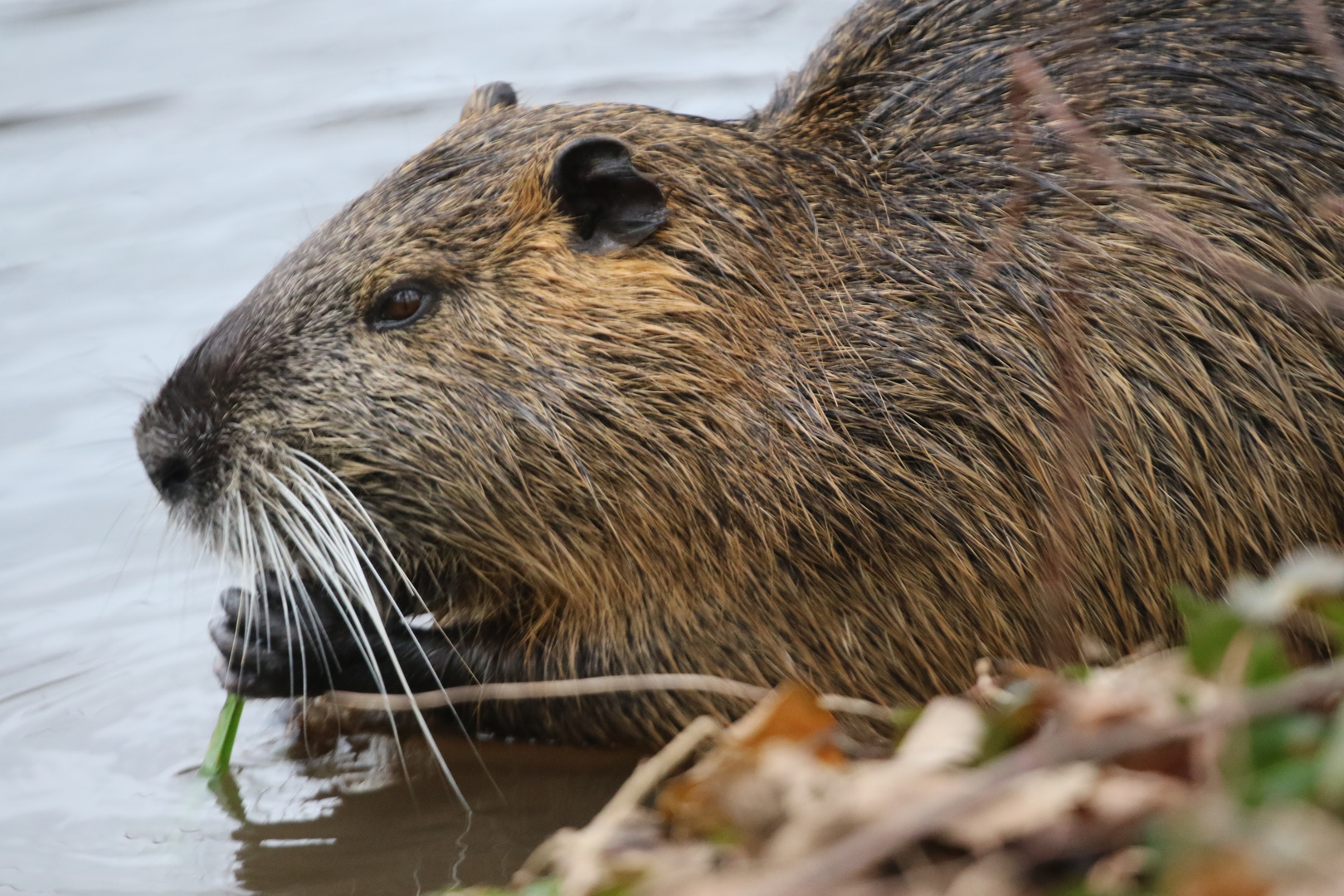 Nutria 1 Foto & Bild | tiere, wildlife, säugetiere Bilder auf fotocommunity
