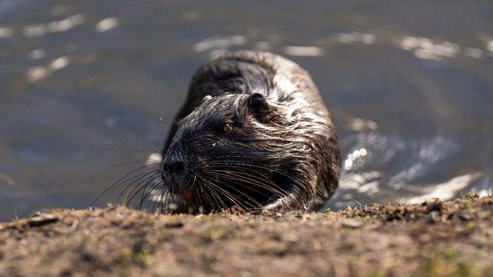 Nutria Foto & Bild | tiere, tierdetails, natur Bilder auf fotocommunity