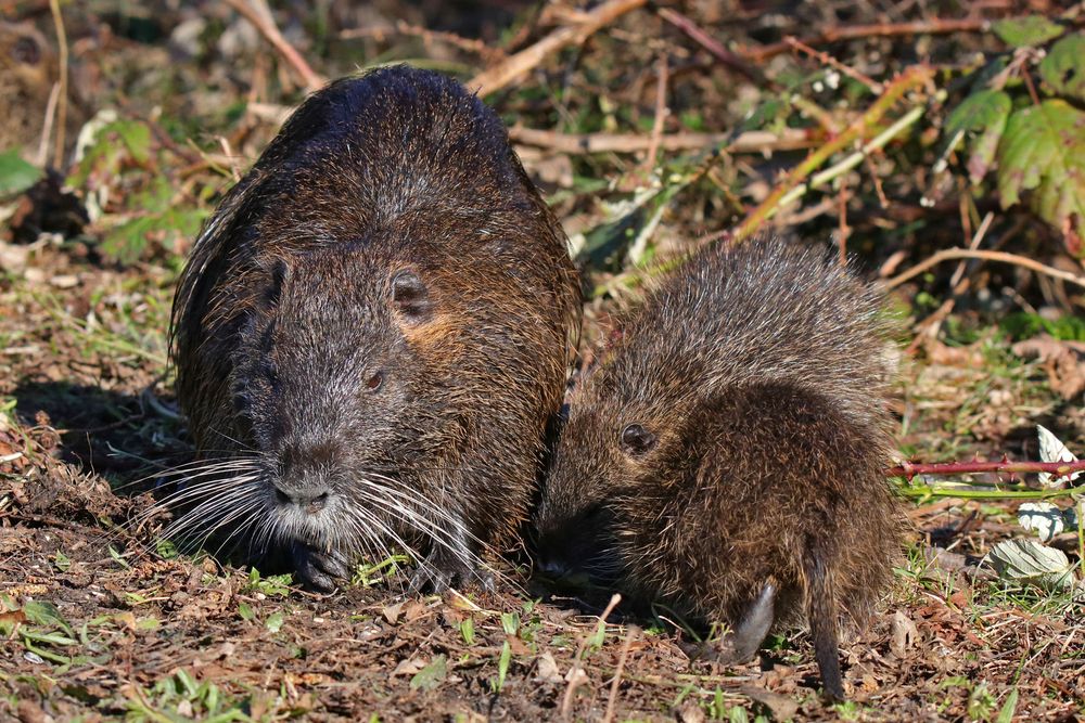 Nutria Foto & Bild | tiere, wildlife, säugetiere Bilder auf fotocommunity